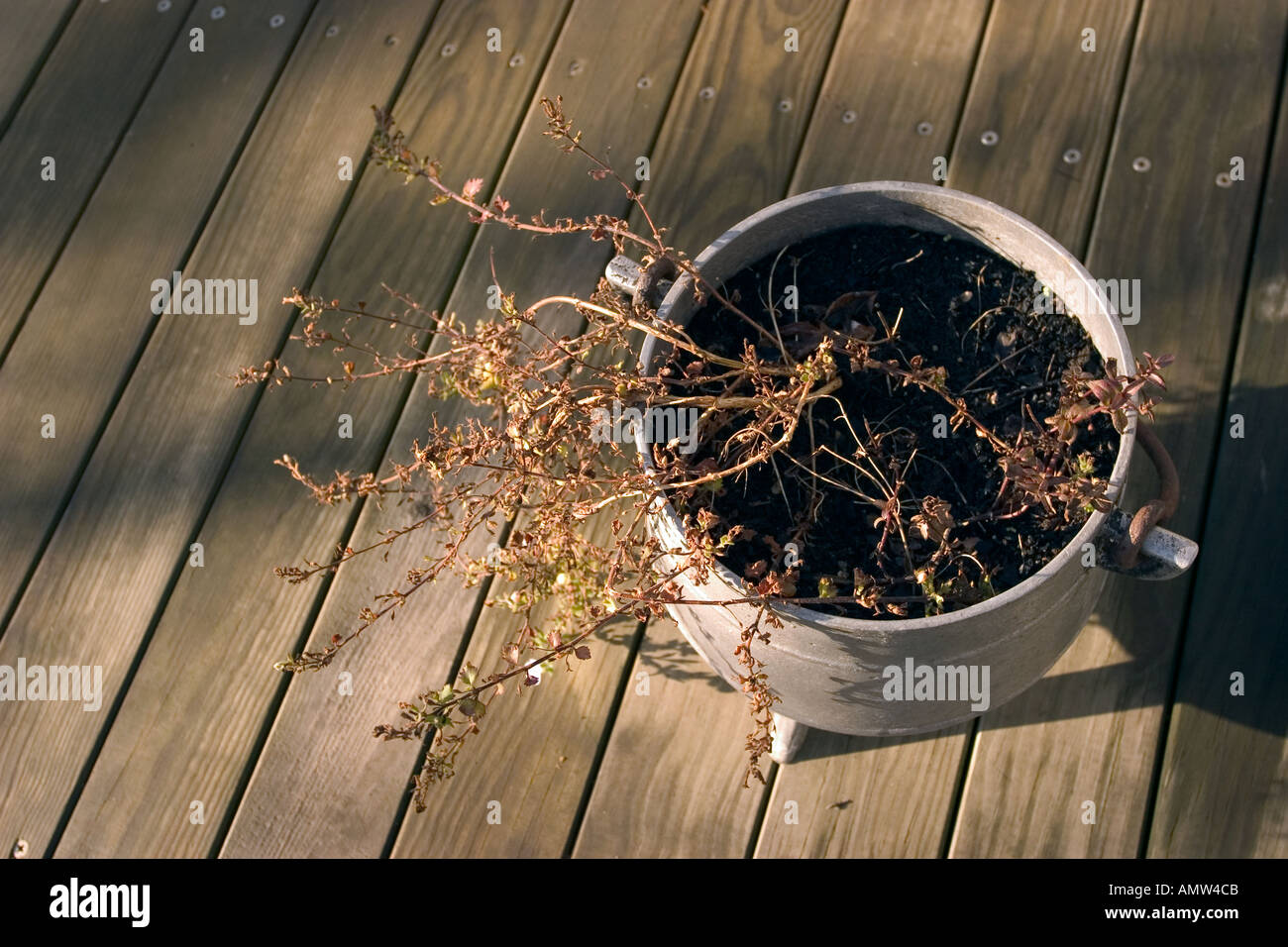 cultivate flowers in a garden pot Stock Photo - Alamy
