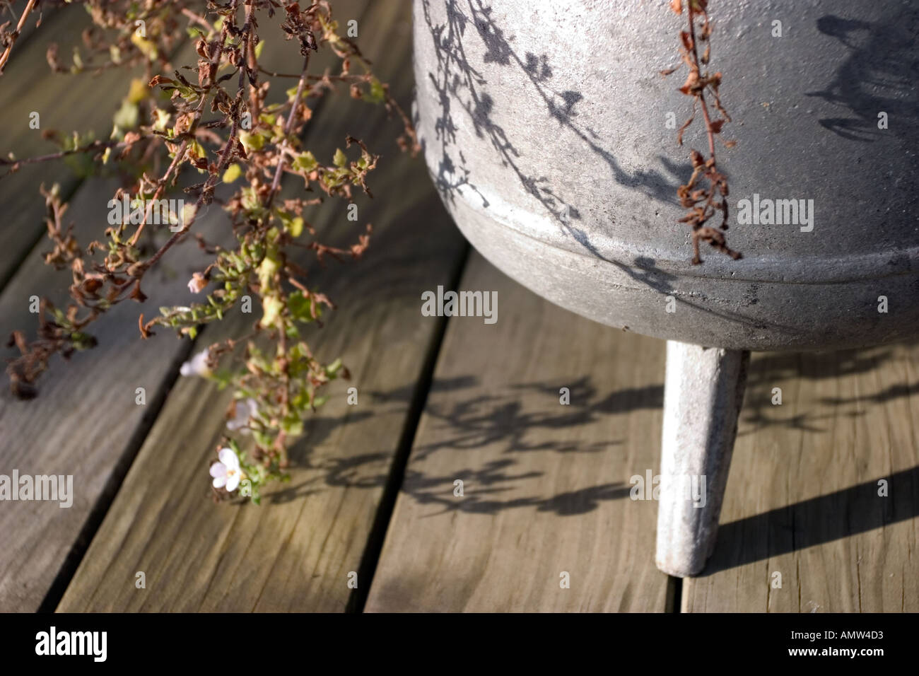 cultivate flowers in a garden pot Stock Photo - Alamy
