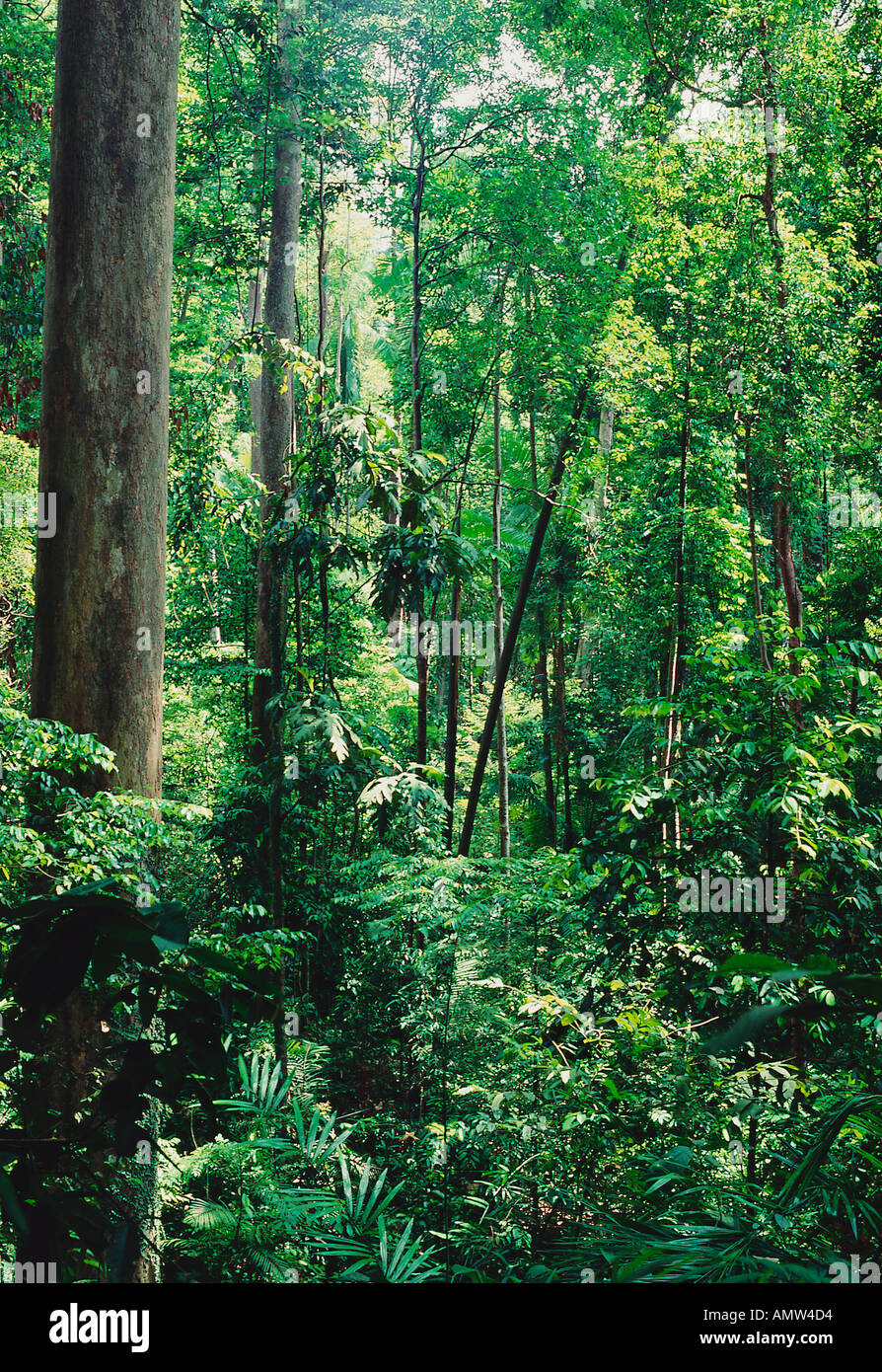 Tropical lowland rainforest in Bukit Timah Nature Reserve Singapore ...