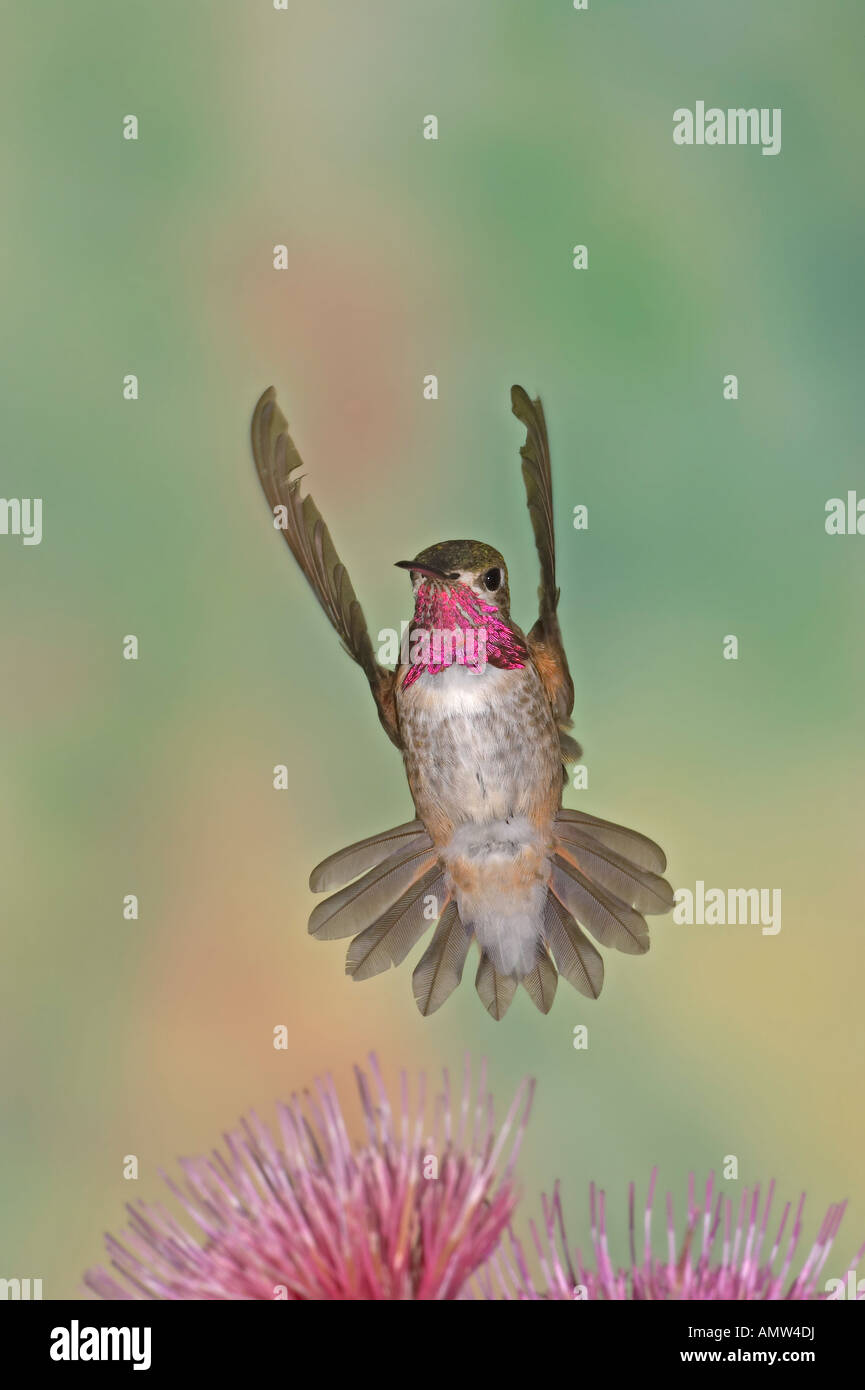 Calliope Hummingbird Stellula calliope Male Gila National Forest New ...