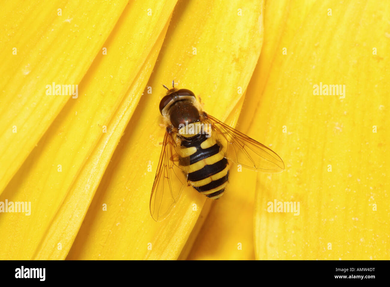 Metasyrphus hi-res stock photography and images - Alamy