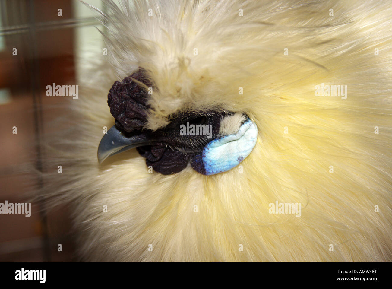 Funny looking hen Stock Photo - Alamy
