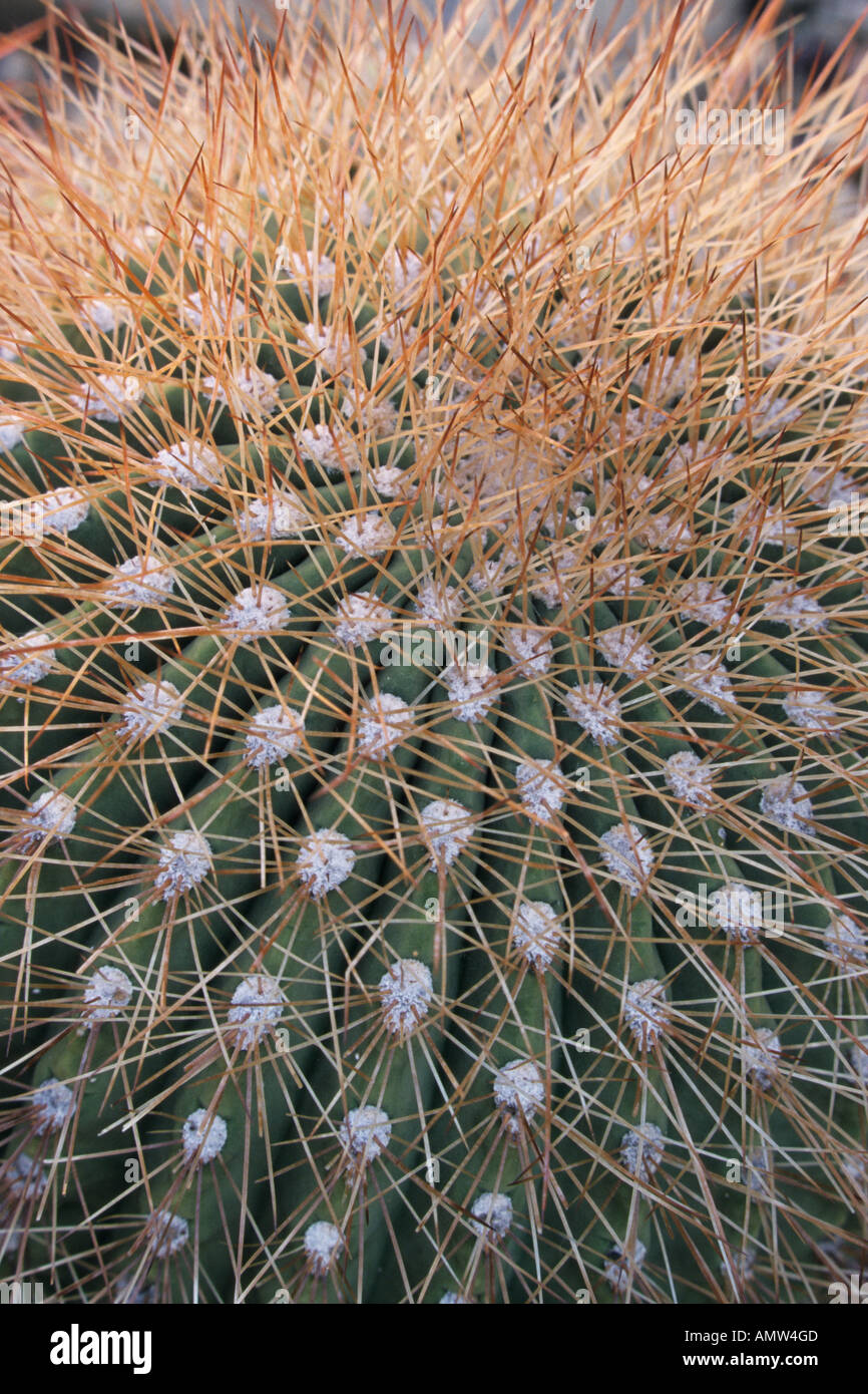 Formosus hi-res stock photography and images - Alamy