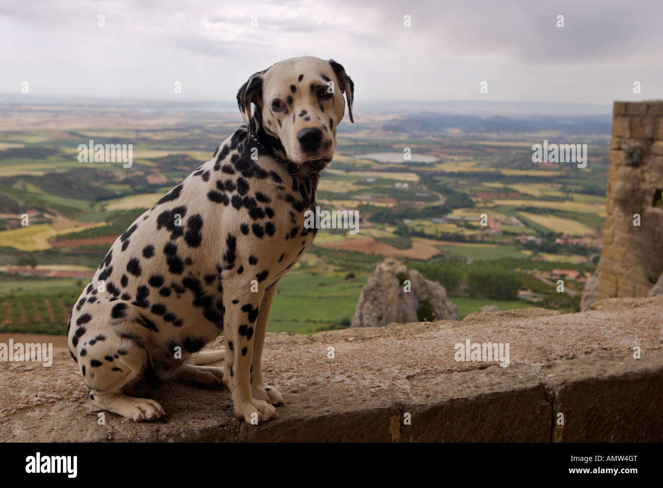 Side view dalmation hi-res stock photography and images - Alamy