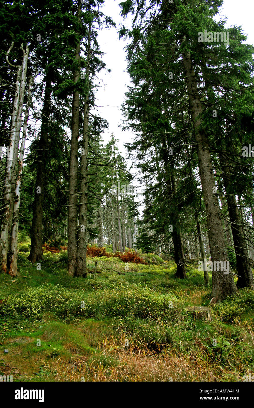 A dense forest of tall evergreen trees with lush undergrowth, ferns, and vibrant greenery ...