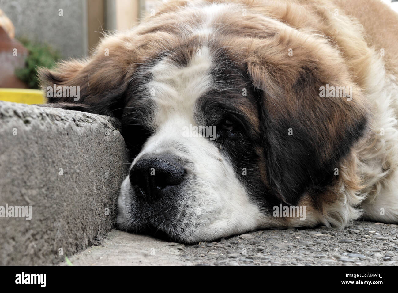 Dog old st bernard hi-res stock photography and images - Alamy