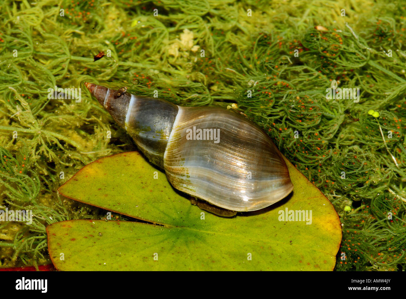 Great Pondsnail, Swamp Lymnaea (Lymnaea stagnalis) on lily pad. Germany ...