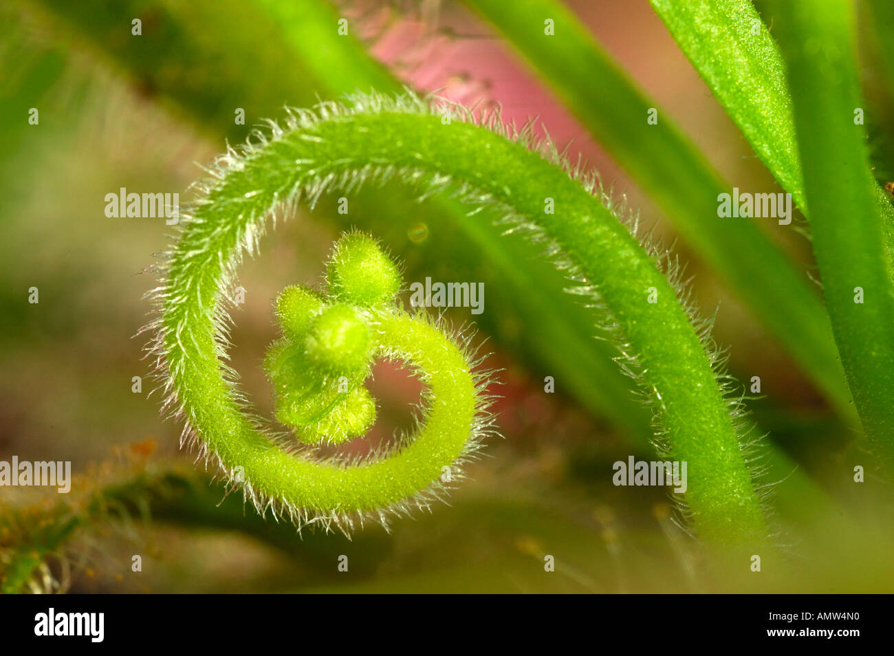 Bloom shot Cape Sundew Drosera capensis Stock Photo - Alamy