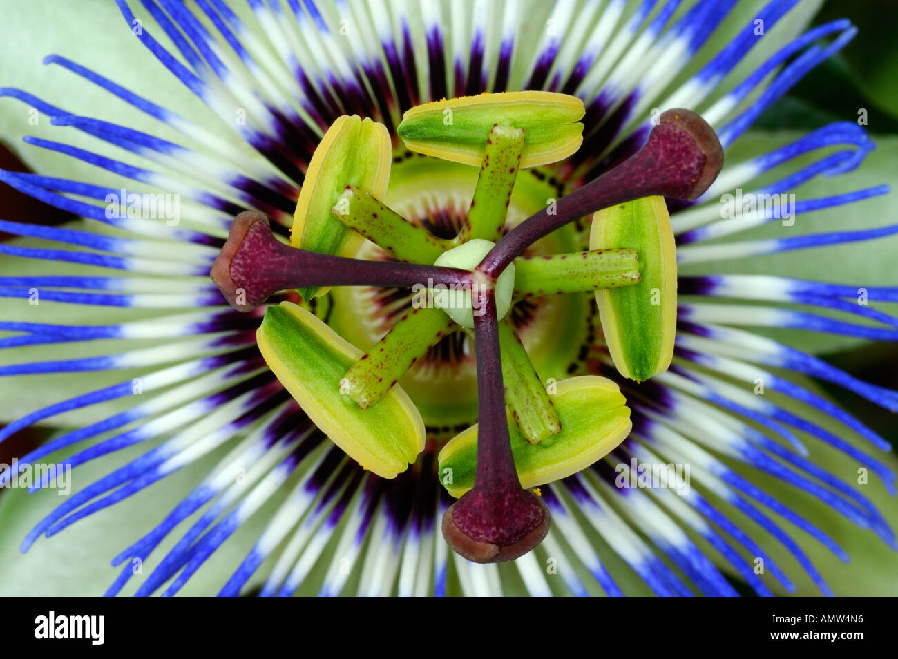 Blue or Common Passion Flower Passiflora caerulea Stock Photo - Alamy