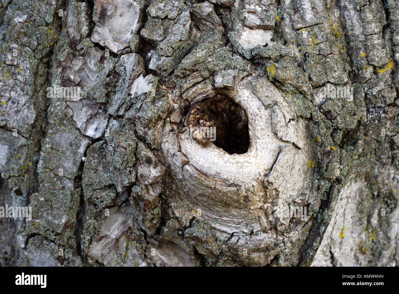 Knot on a tree stalk Stock Photo - Alamy