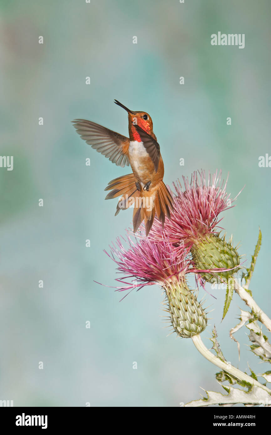 Rufous Hummingbird Selasphorus rufus Male Gila National Forest New ...