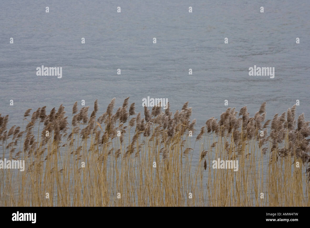 Reeds by the River Thames Stock Photo - Alamy