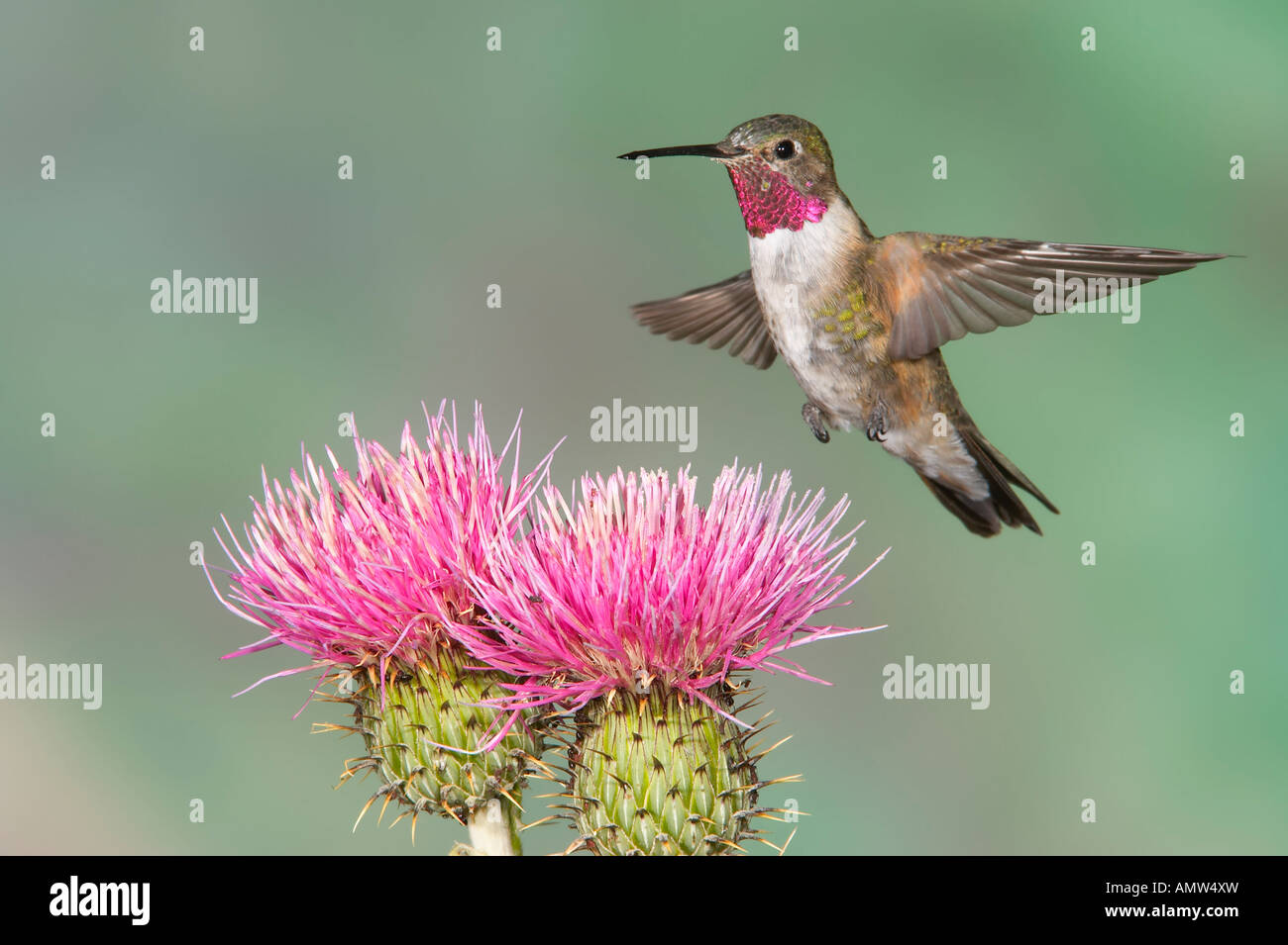 Broad Tailed Hummingbird Selasphorus platycercus in flight New Mexico ...