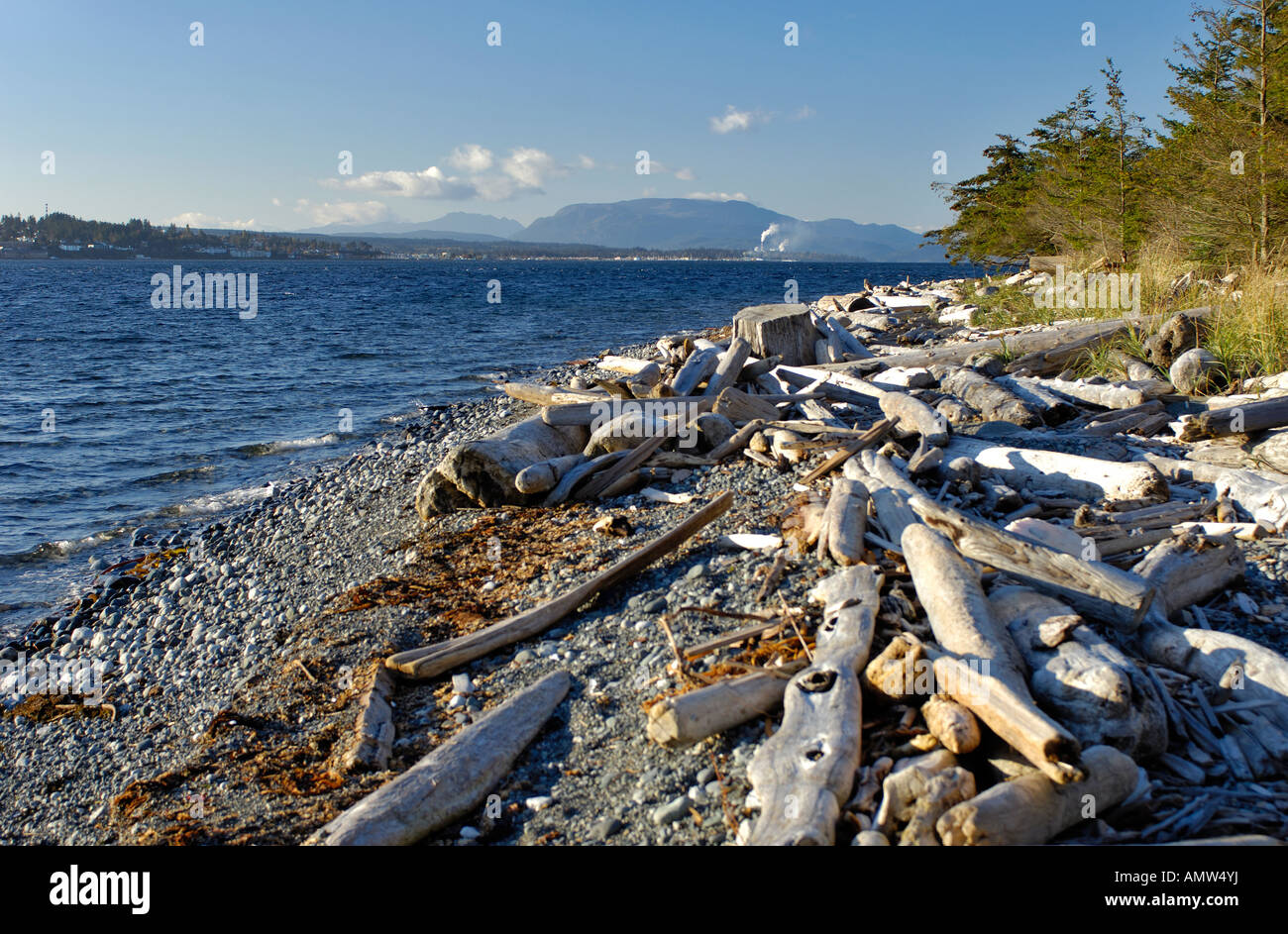 bDriftwood broken away in storms from timber rafts on the Georgia ...