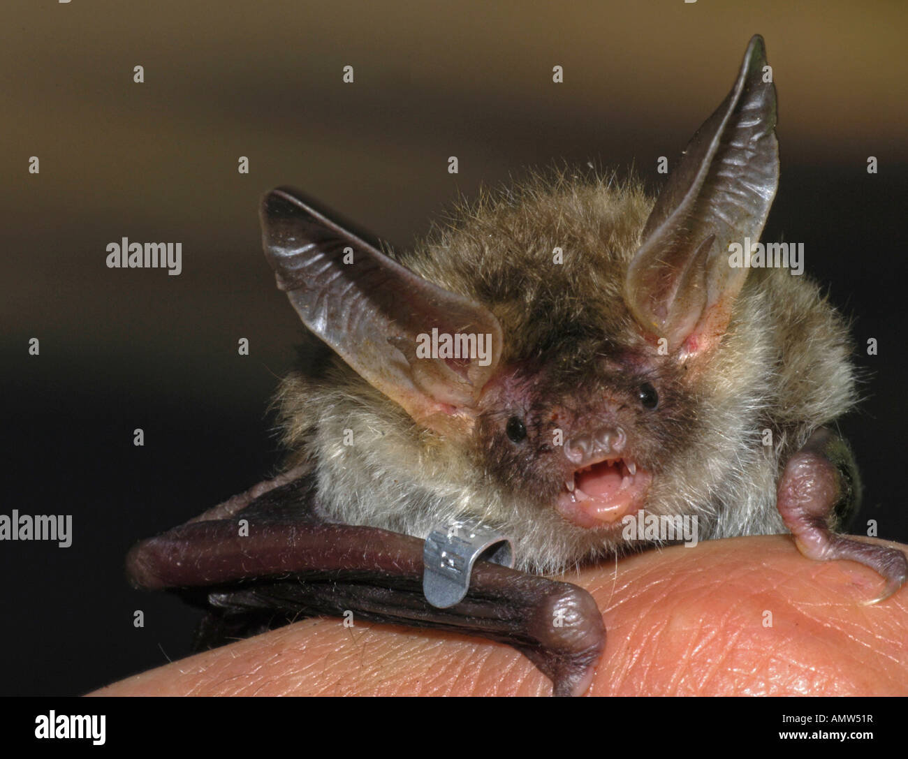 Bechsteins Bat Myotis Bechsteinii High Resolution Stock Photography and ...