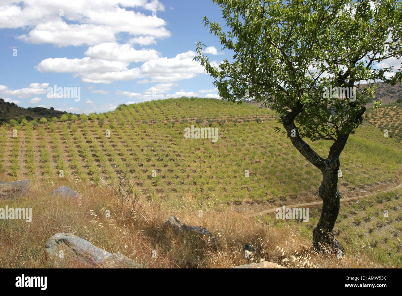 Olive trees at Barca de Alva Portugal Stock Photo - Alamy