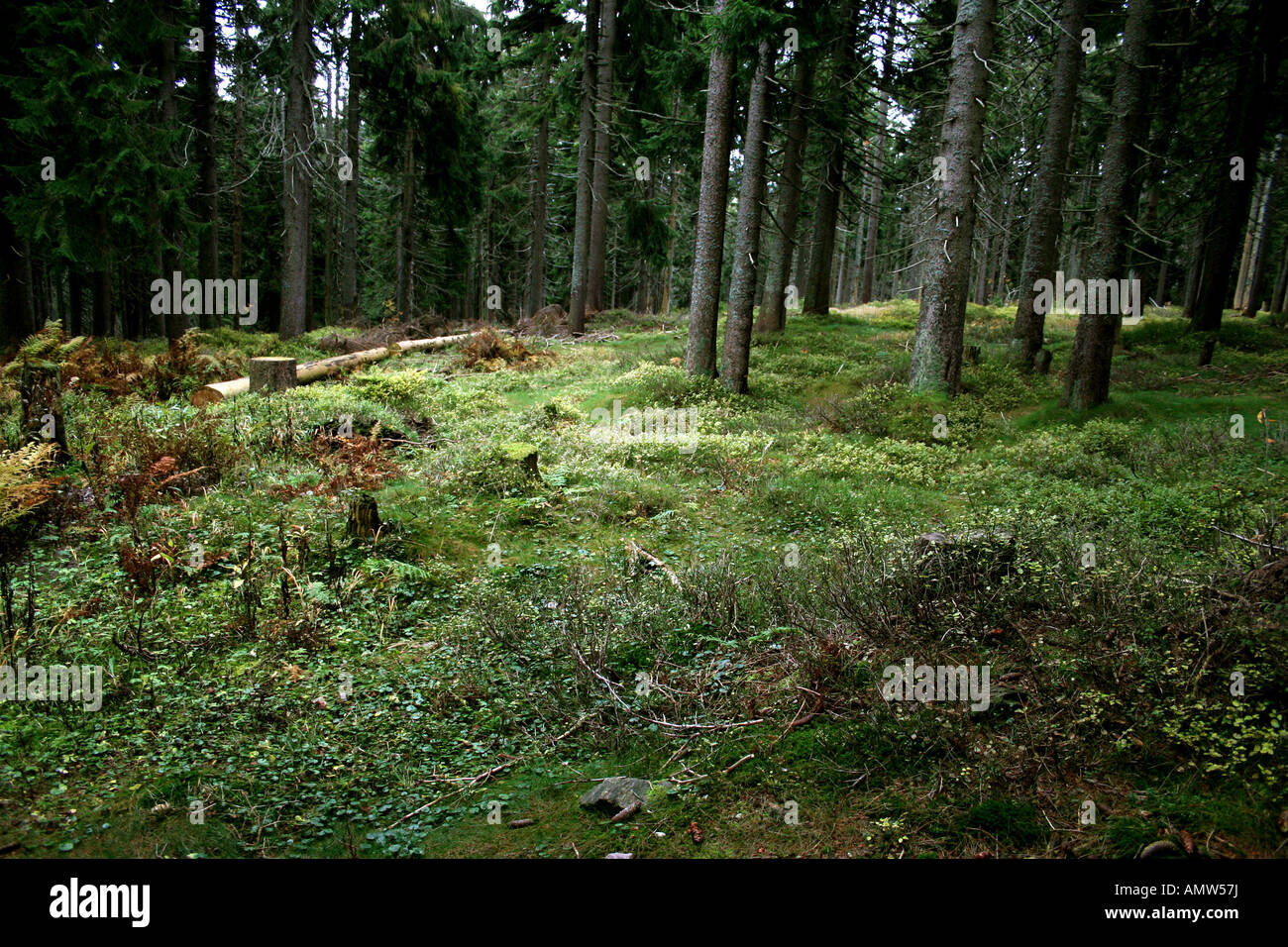 Dense evergreen forest with tall trees and a lush green forest floor covered in moss and ...