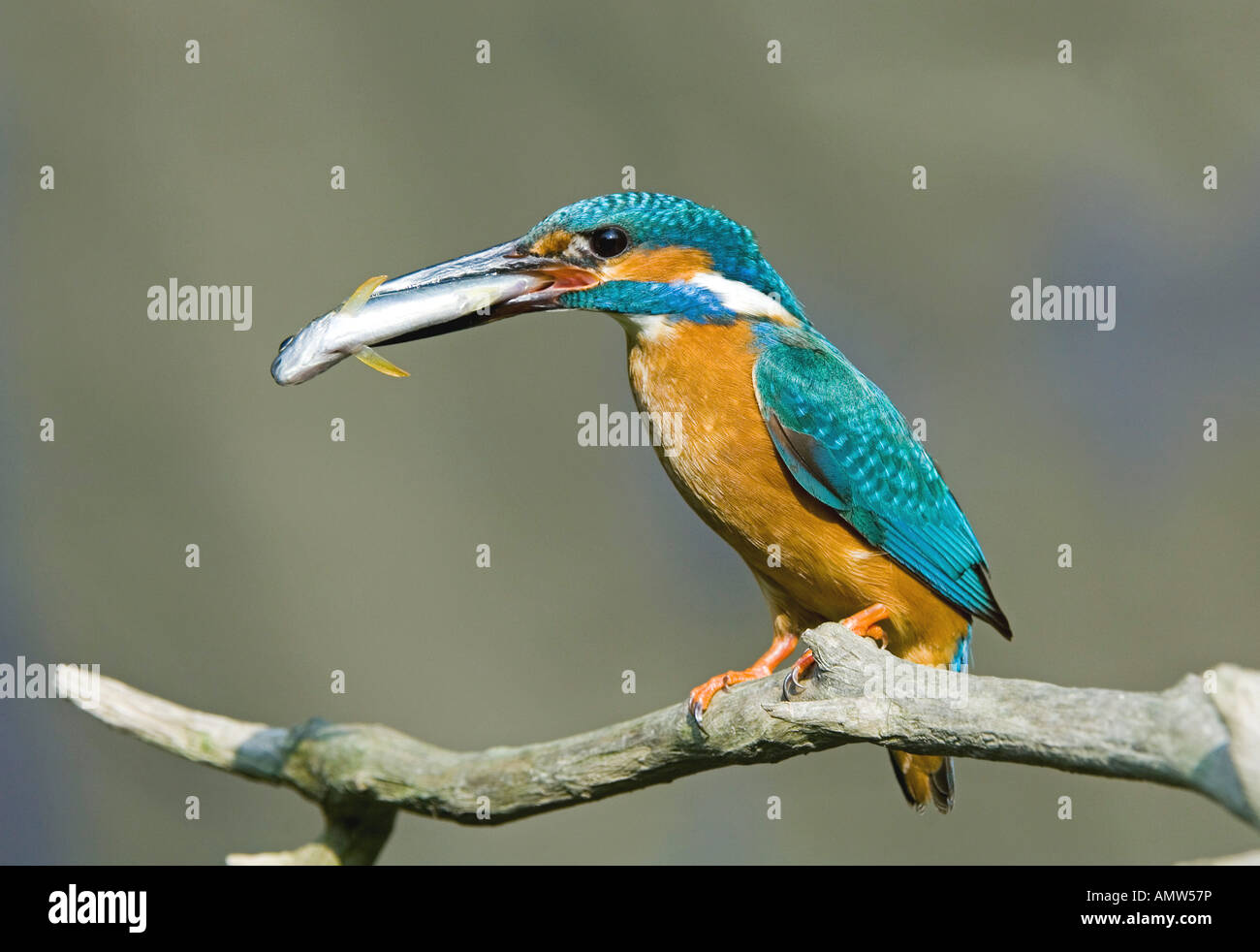 Kingfisher eat fish hi-res stock photography and images - Alamy