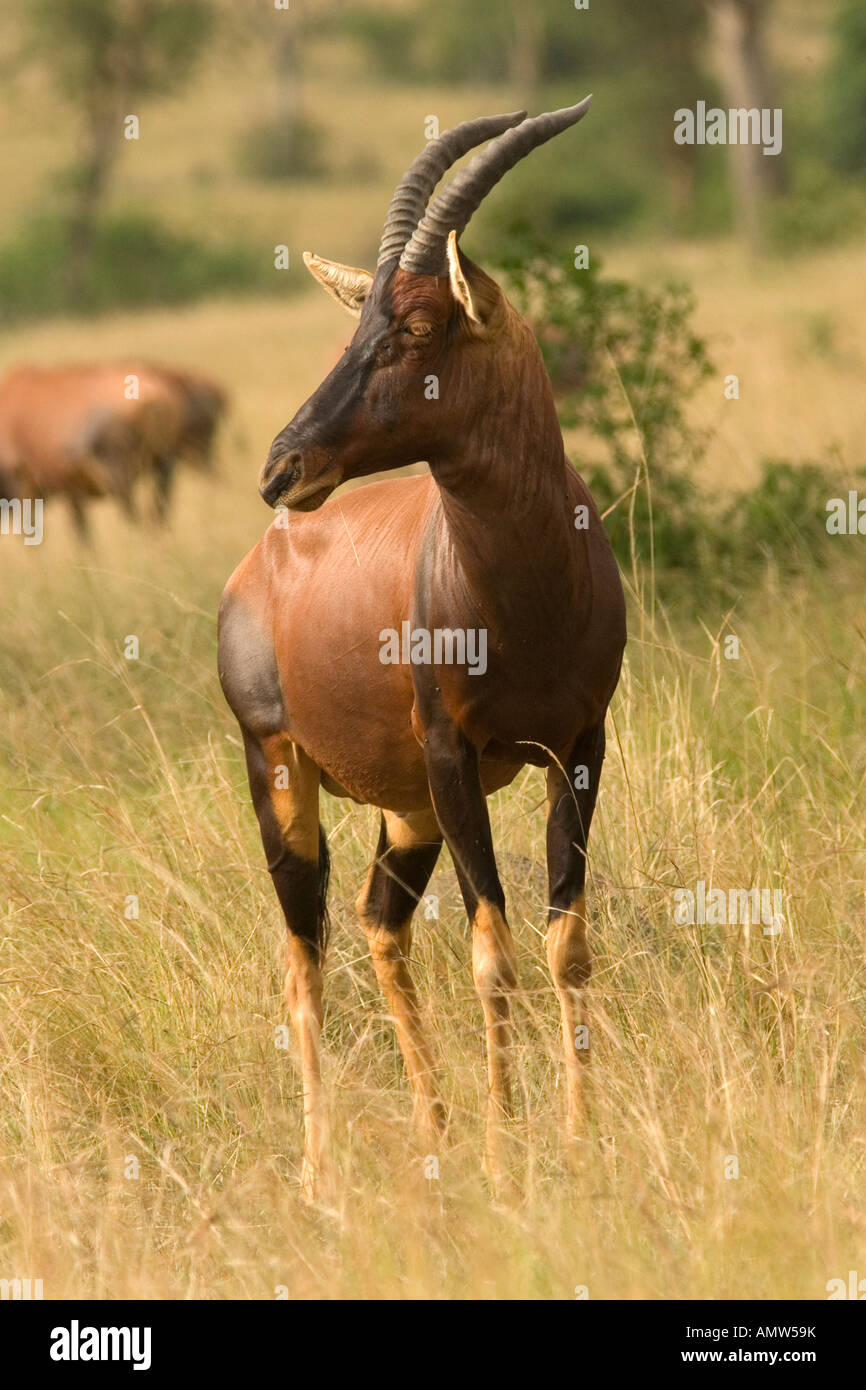 Topi lek hi-res stock photography and images - Alamy
