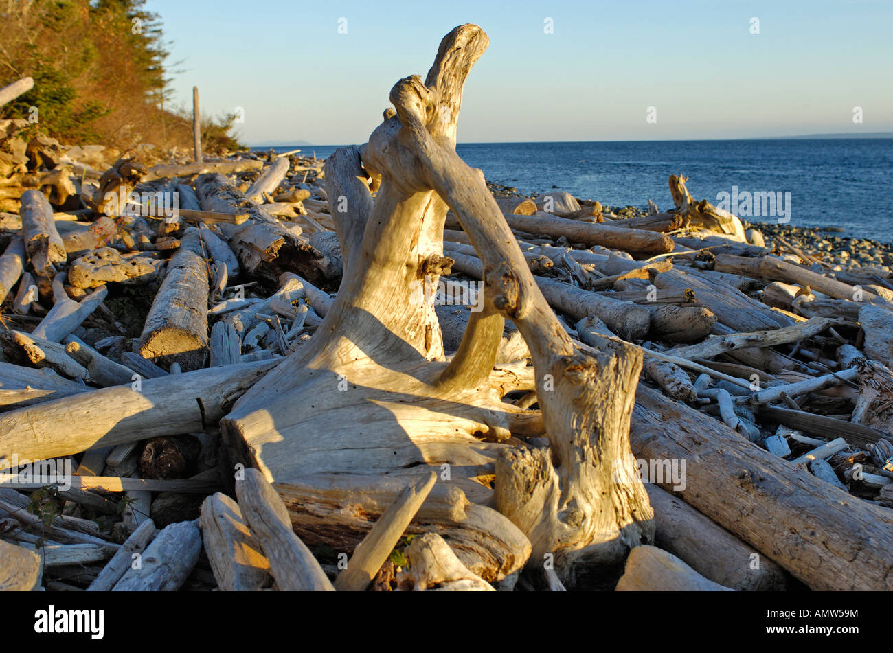 Driftwood broken away in storms from timber rafts in the Georgia ...