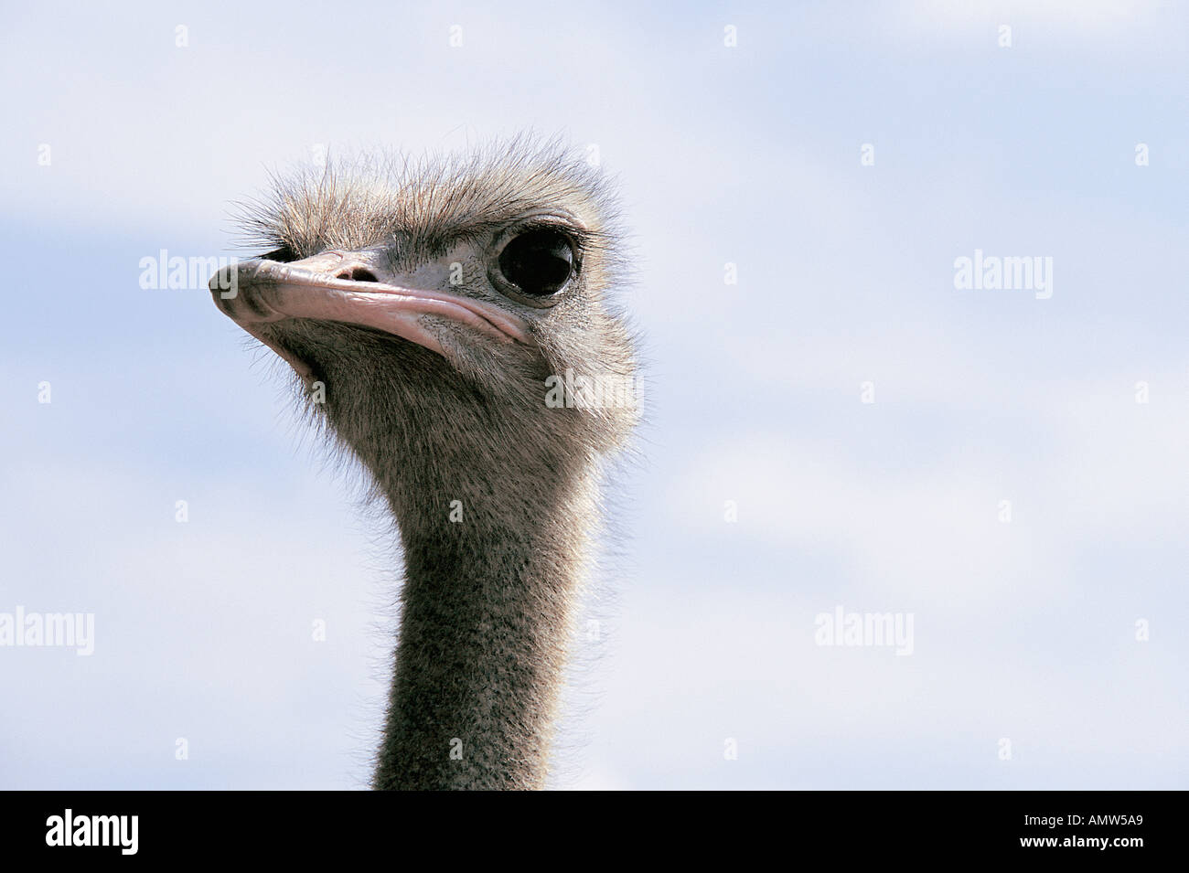 Largest brain hi-res stock photography and images - Alamy