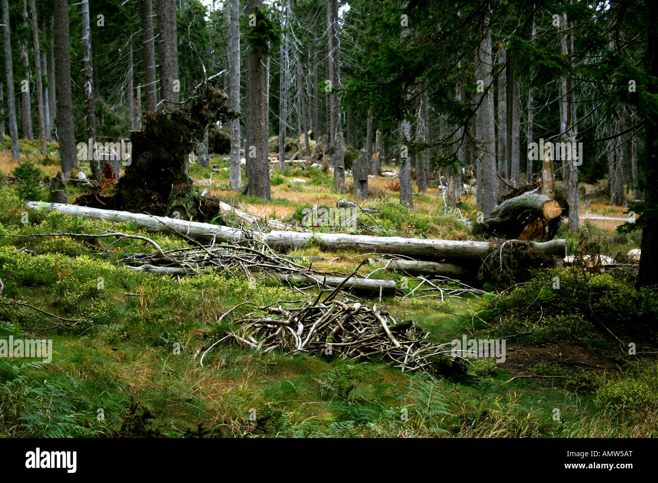 Remnants of tall trees hi-res stock photography and images - Alamy