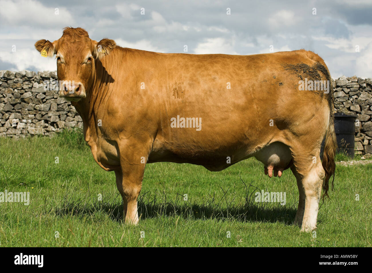 Roan cow hi-res stock photography and images - Alamy