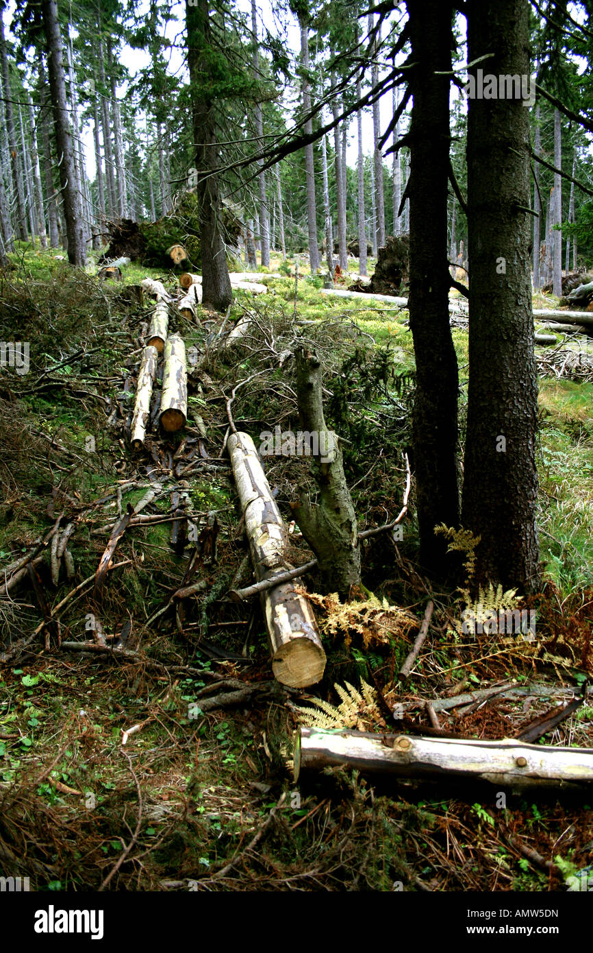 Forest with cut tree trunks and branches scattered on the ground ...
