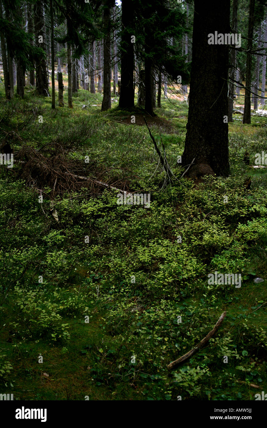 Dense forest with tall evergreen trees and vibrant green ground vegetation covering the forest ...