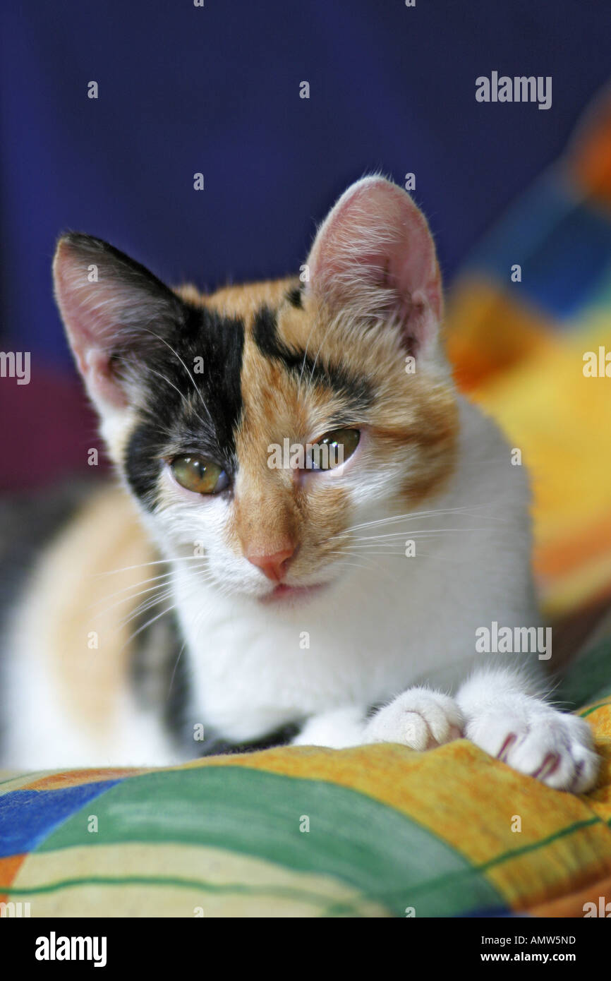 Only the cat hi-res stock photography and images - Alamy