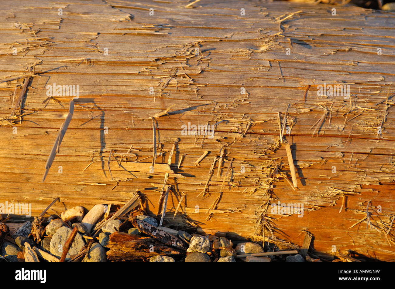 Felled tree trunks broken hi-res stock photography and images - Alamy
