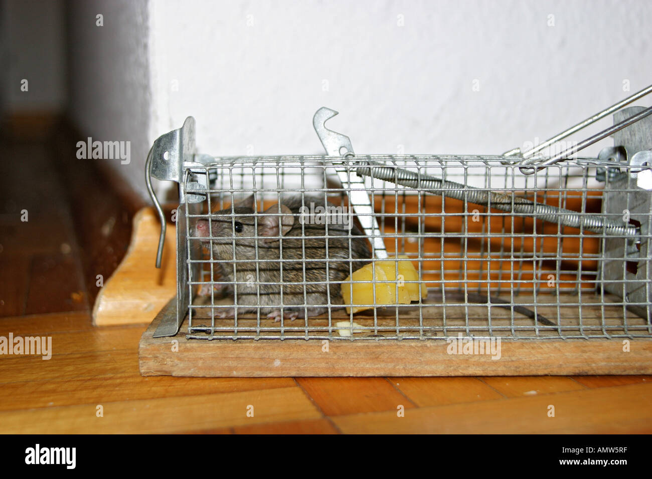 House mouse mus musculus sitting hi-res stock photography and images ...