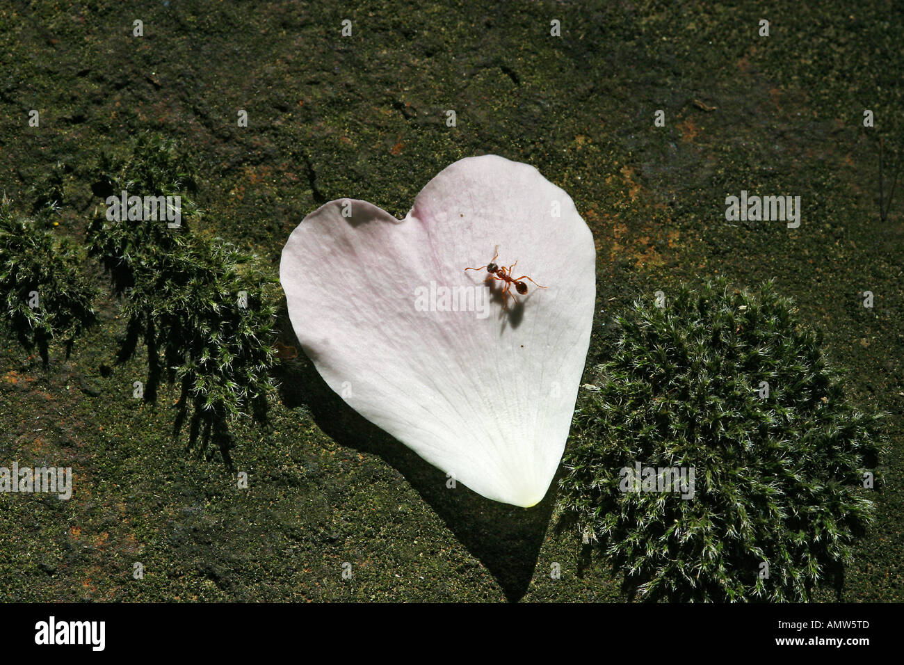Ant a hi-res stock photography and images - Alamy