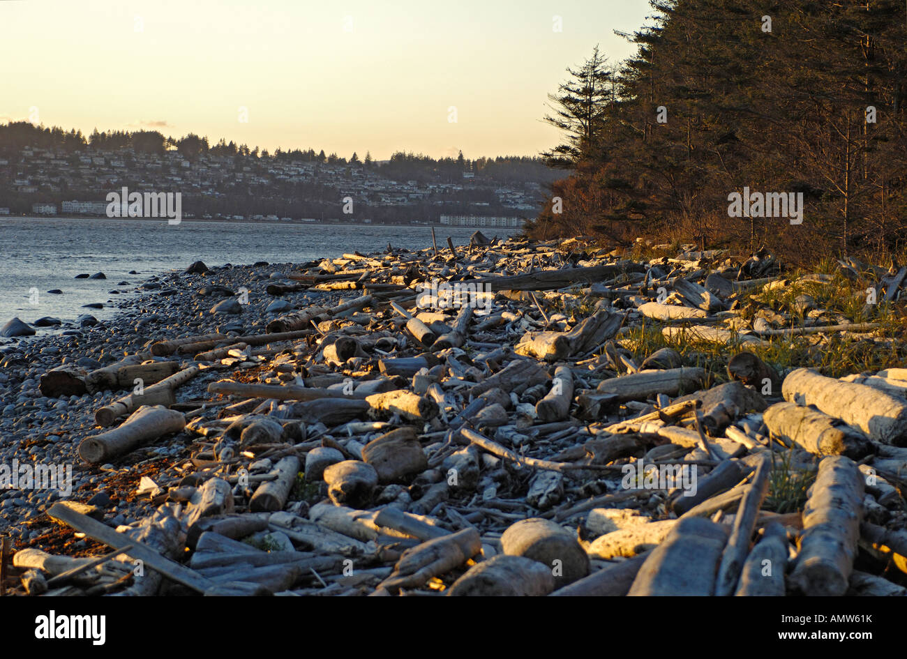 Timber Flotsam washed ashore on Quadra Island, Georgia Strait. BC ...