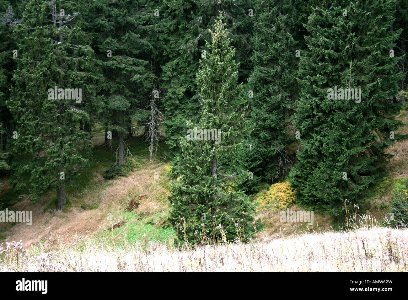 Dense green forest with tall evergreen trees, lush foliage, and a grassy clearing in a serene ...