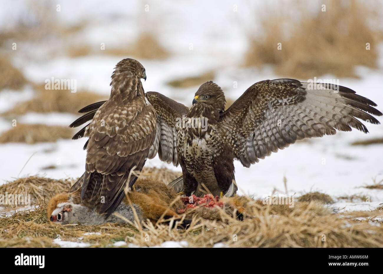 Two Buzzards High Resolution Stock Photography and Images - Alamy