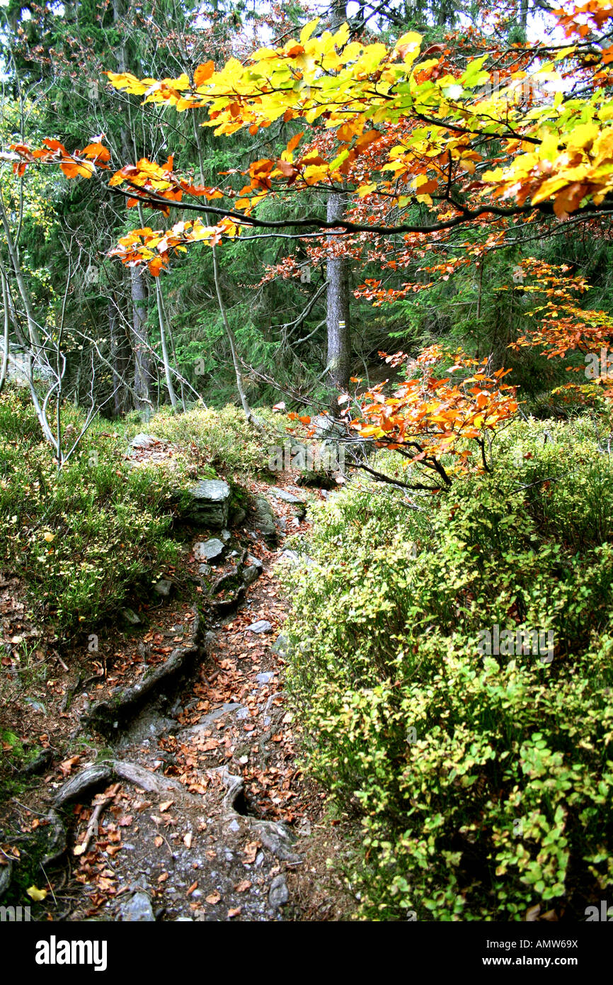 Surrounded by vibrant greenery hi-res stock photography and images - Alamy