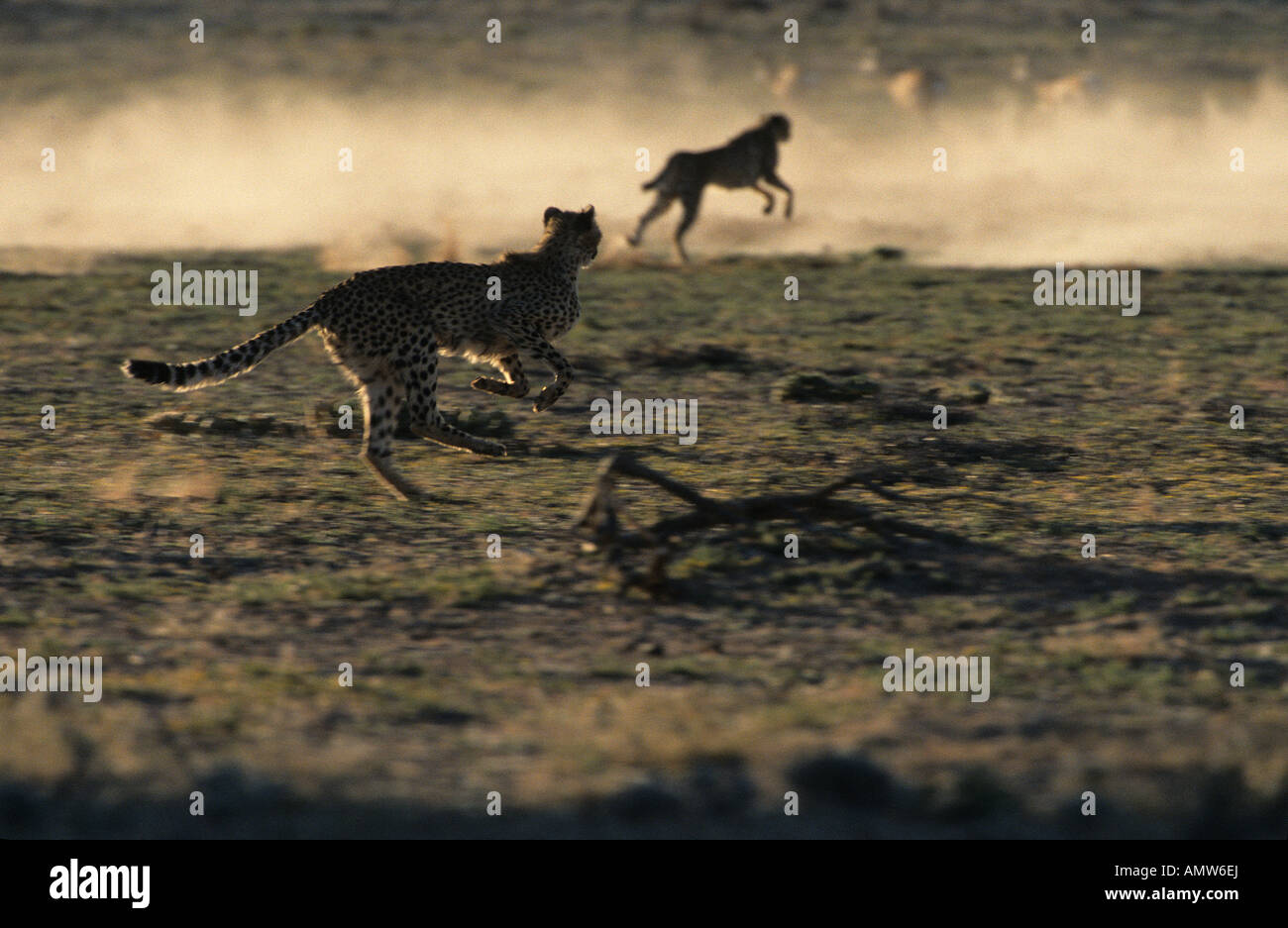 Cheetah Acinonyx jubatus South Africa Stock Photo - Alamy