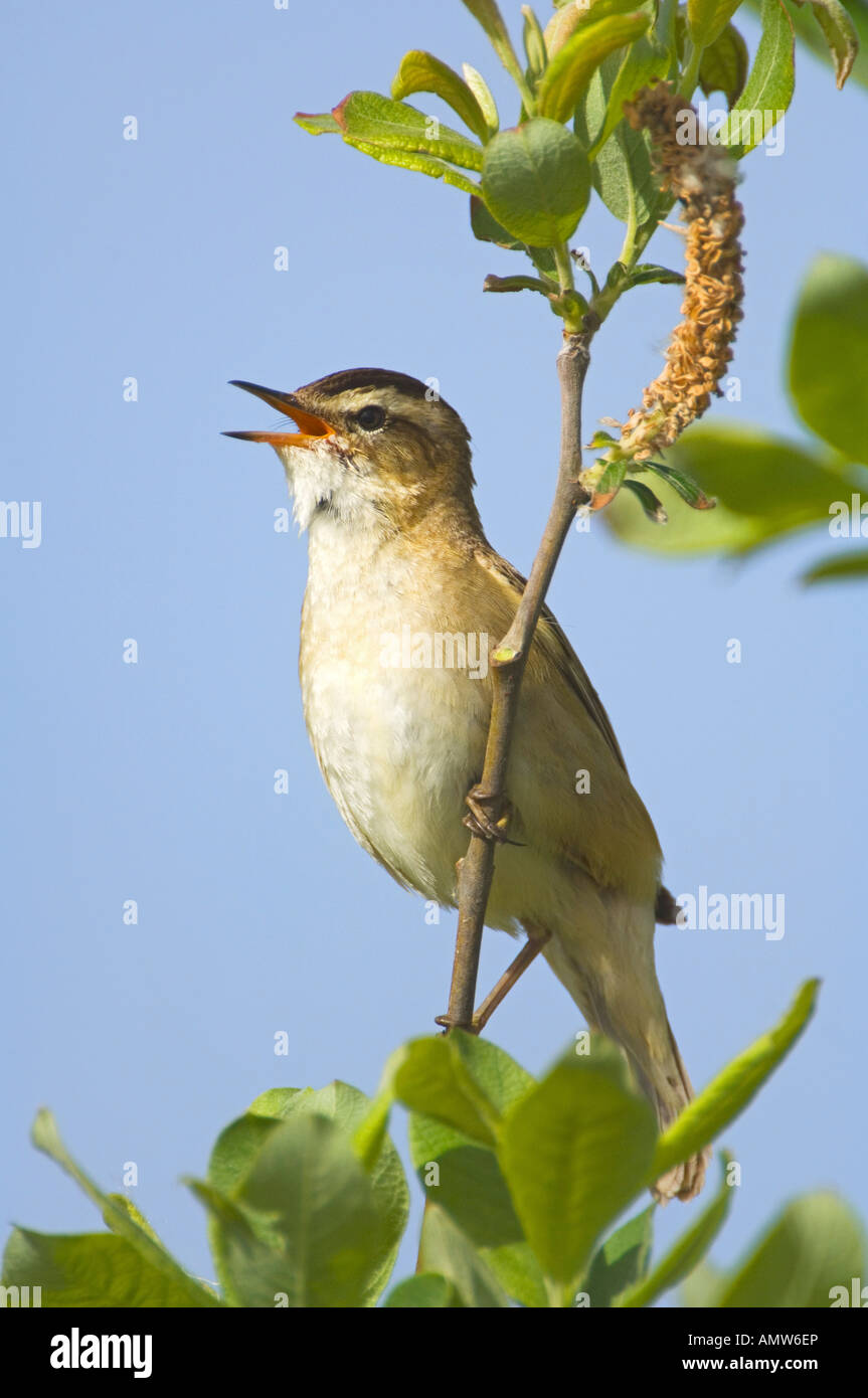 Warbler stands hi-res stock photography and images - Alamy