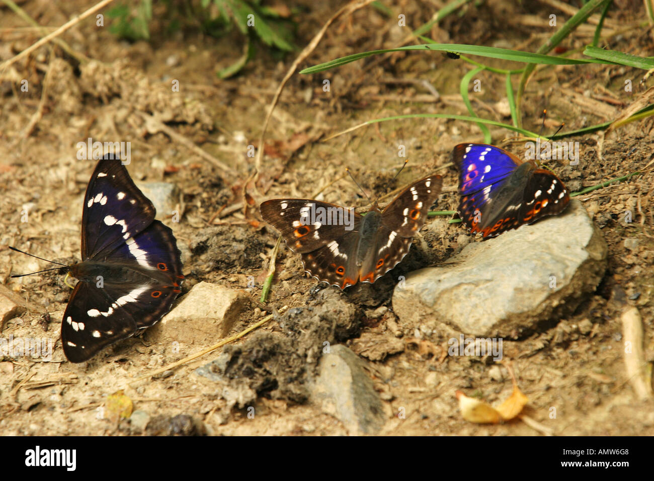 Lesser purple emperor apatura ilia hi-res stock photography and images ...