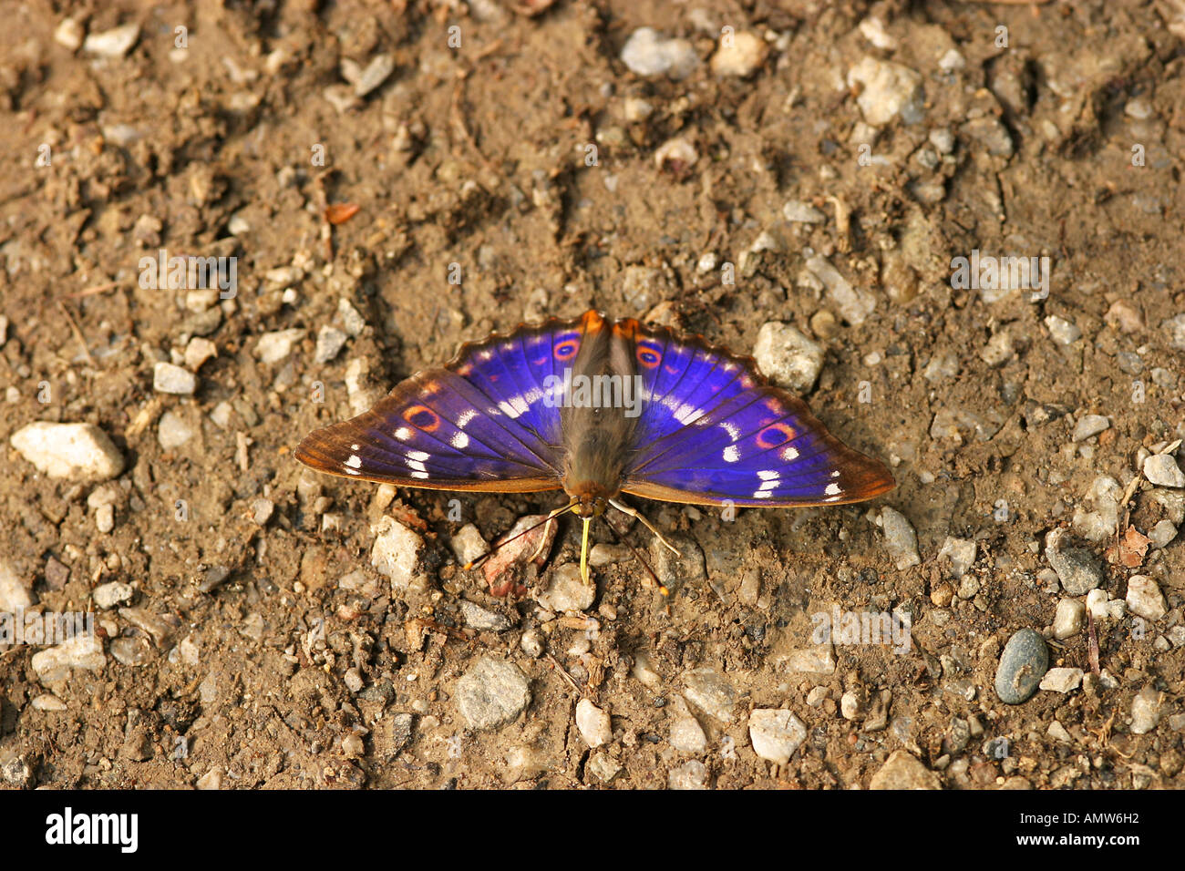 Lesser Purple Emperor Butterfly