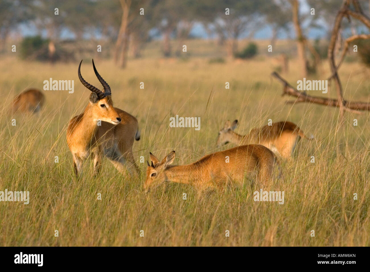 Uganda Kob, Kobus kob Stock Photo - Alamy