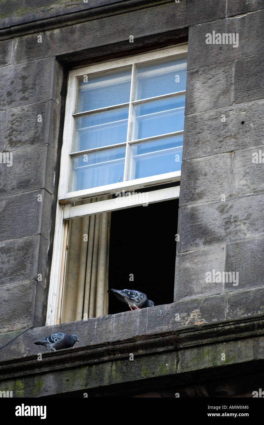 Pigeons windowsill hi-res stock photography and images - Alamy