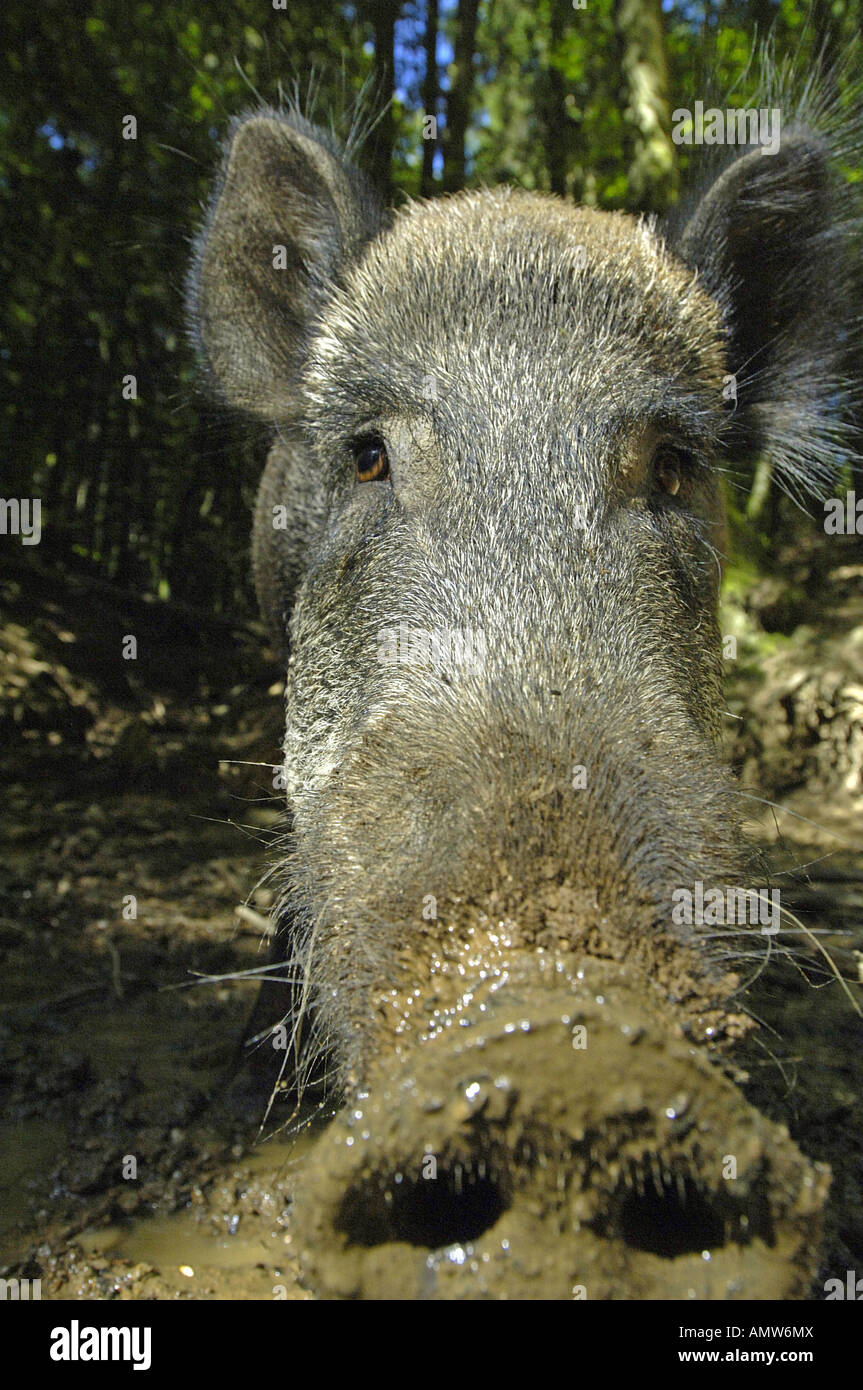 Wild boar mud pool hi-res stock photography and images - Alamy