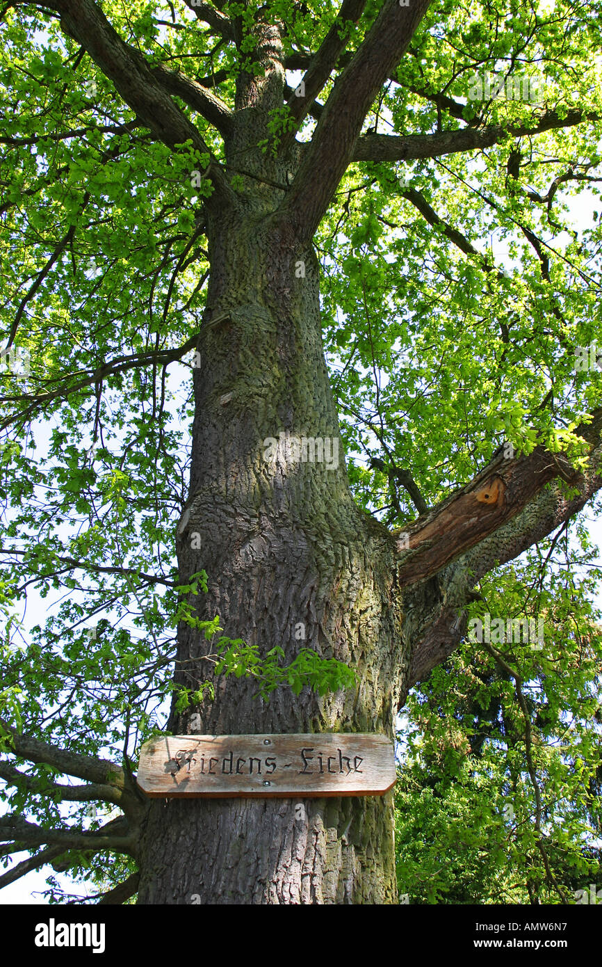 War tree hi-res stock photography and images - Alamy