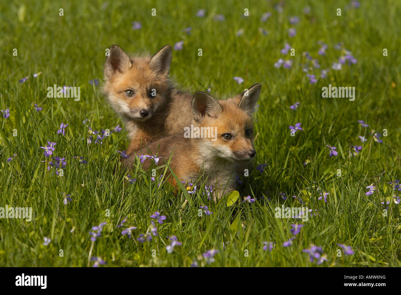 Red Fox Vulpes vulpes Minnesota USA Stock Photo - Alamy