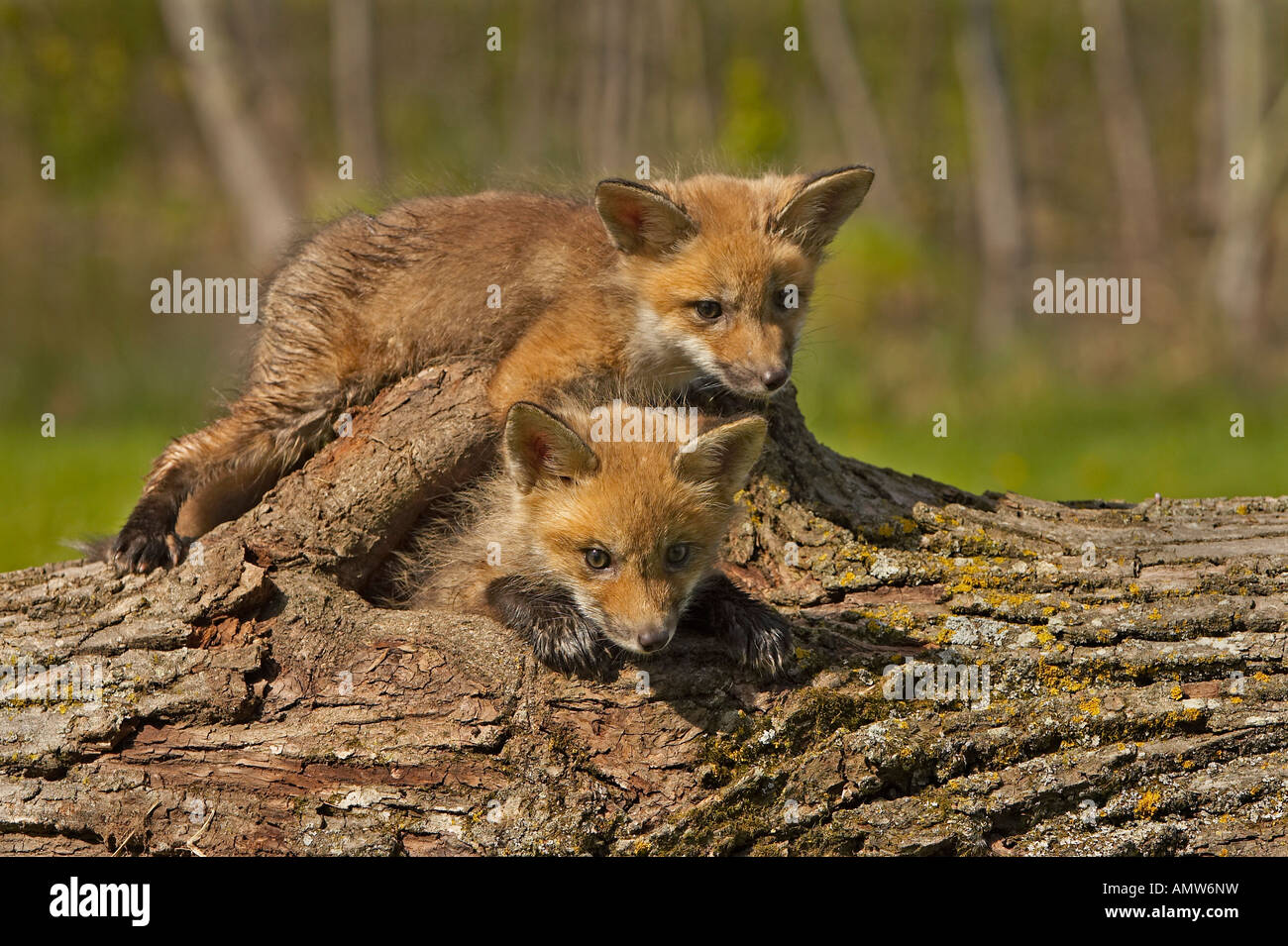 Red Fox Vulpes vulpes Minnesota USA Stock Photo - Alamy