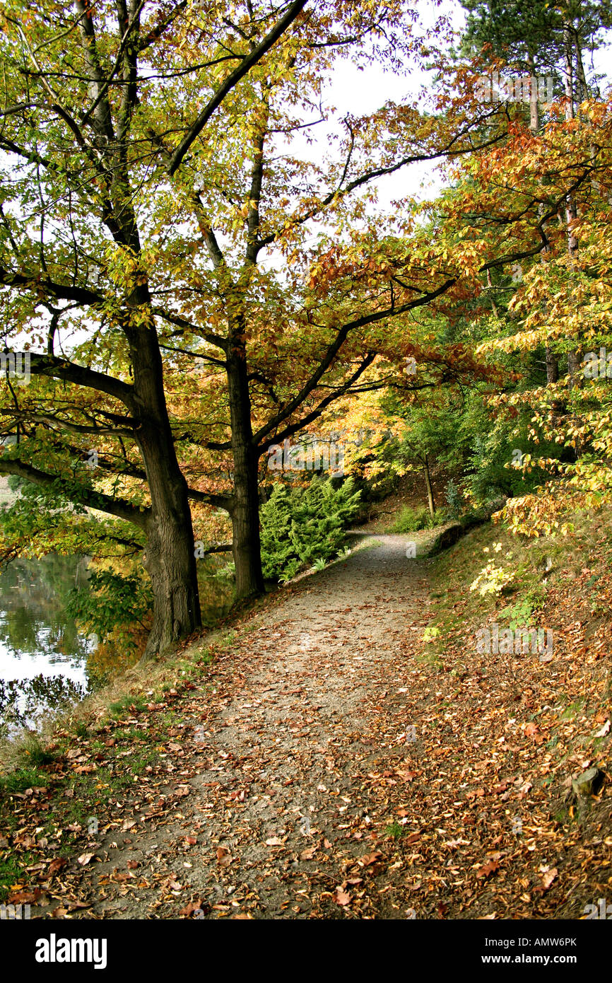 A peaceful forest path lined with autumn-colored trees, leading ...