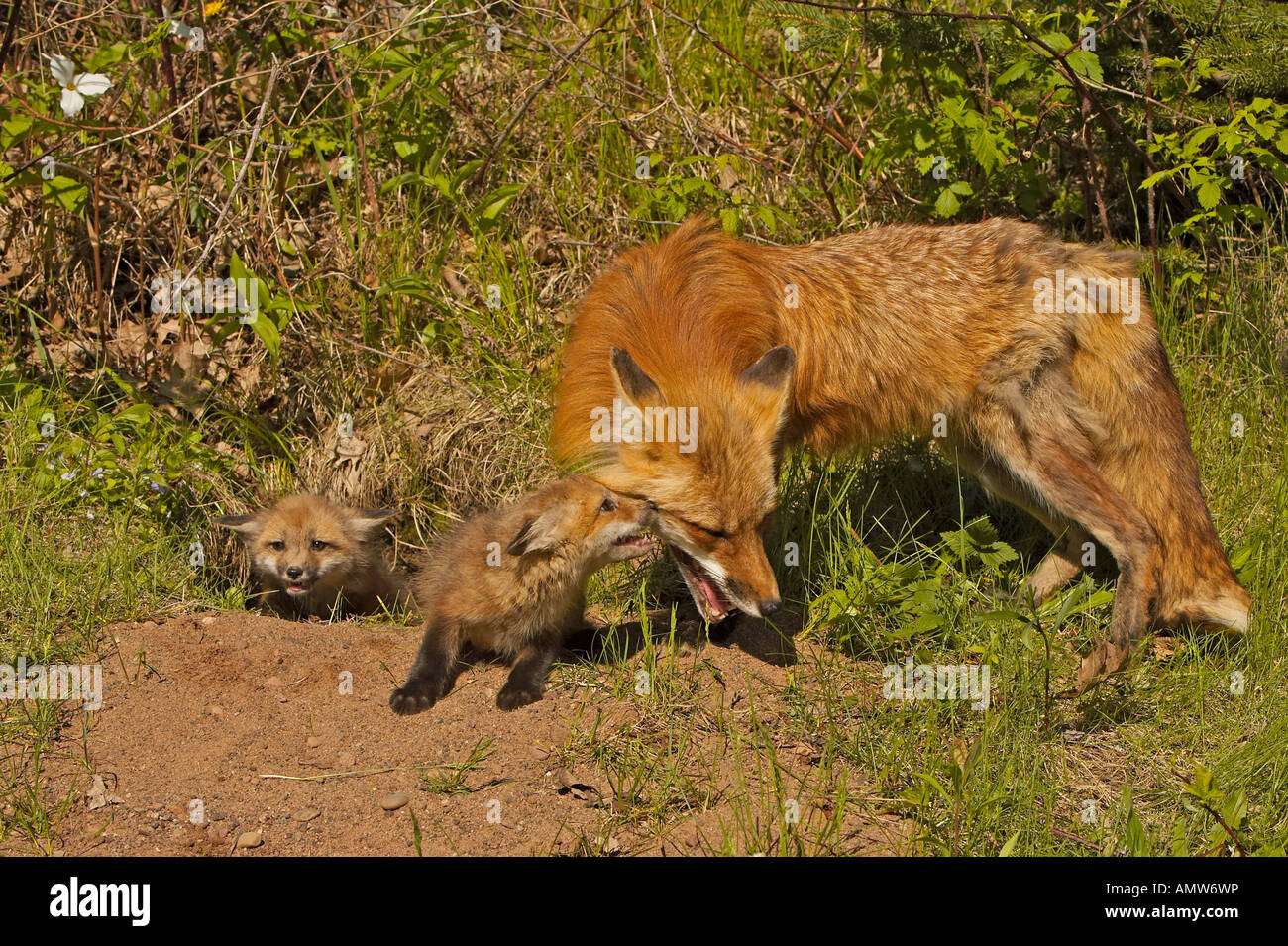 Red Fox Vulpes vulpes Minnesota USA Stock Photo - Alamy