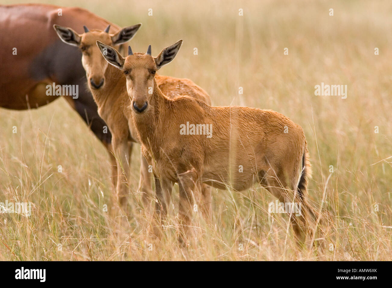 Topi calves hi-res stock photography and images - Alamy